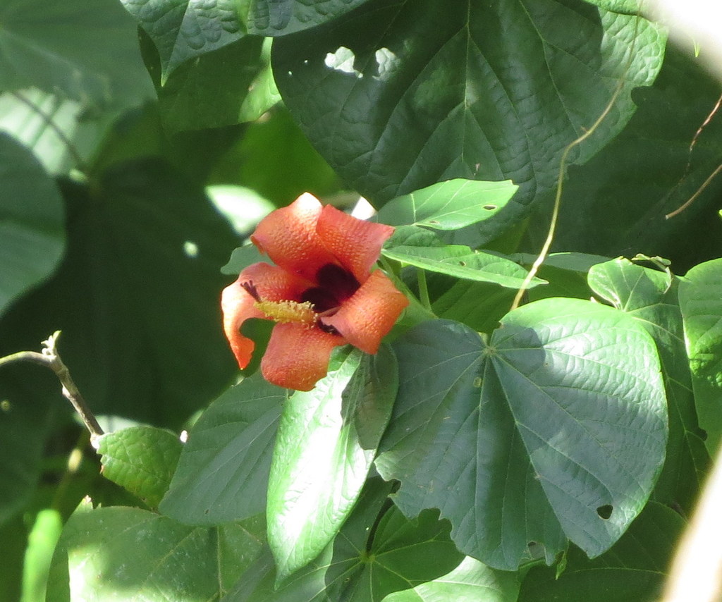 blue mahoe (Hibiscus elatus) - Botanical Realm