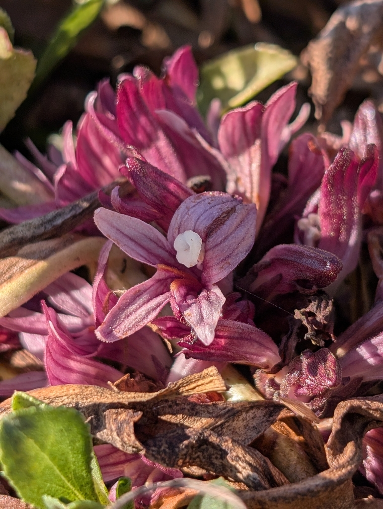 California Broomrape from Cleone, CA 95437, USA on September 15, 2025 ...