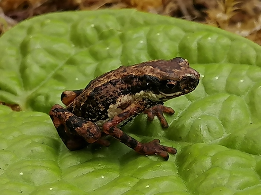 Southeast Asian Toadlet from Tamayong, Calinan District, Davao City ...