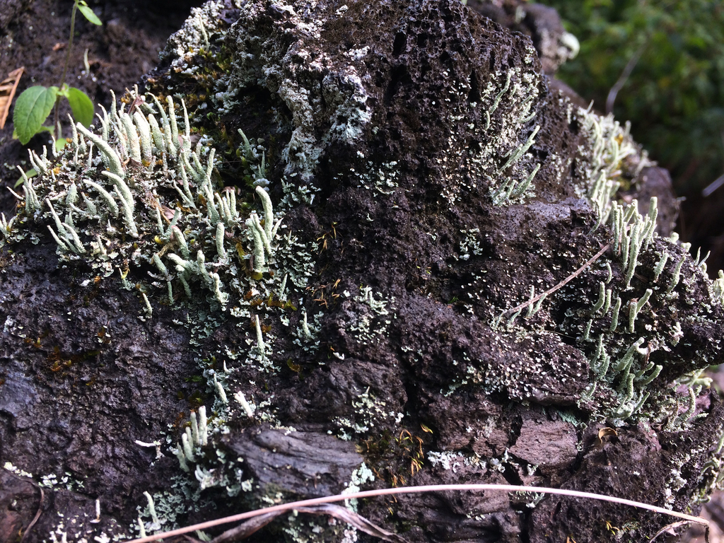 Fungi Including Lichens from Lava Tree State Monument, Pahoa, HI, US on ...
