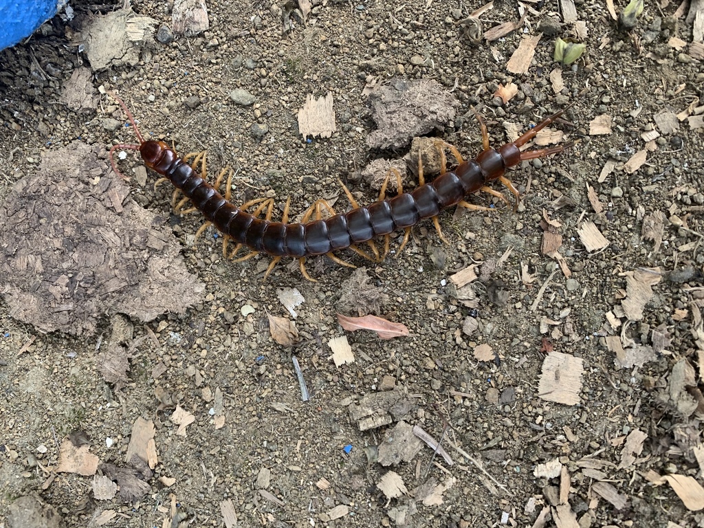 Scolopendra angulata from Santa Elena, Santa Elena, EC on January 19 ...