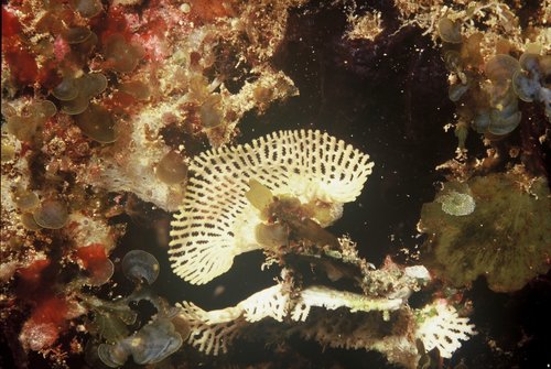 Hornera foliacea · iNaturalist