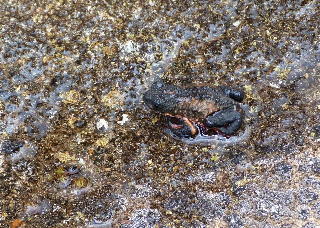 Maldonada redbelly toad in October 2019 by Carlos Otávio Gussoni ...