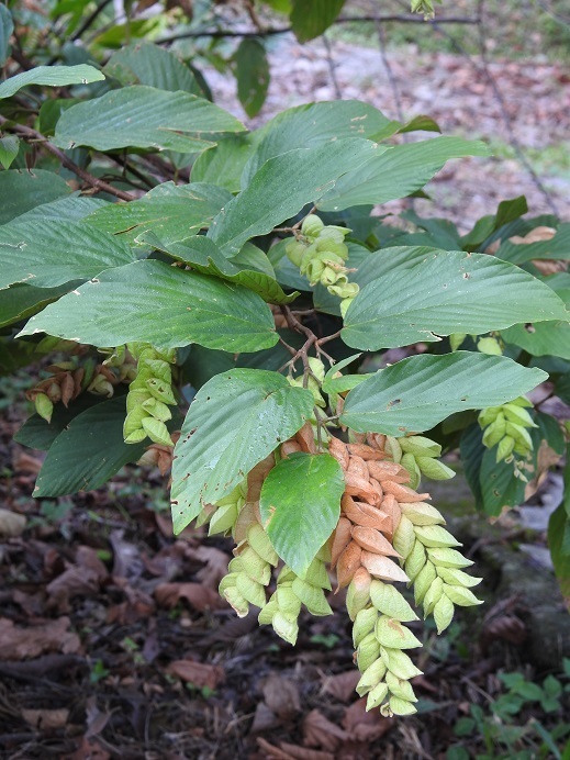 wild hops (Kanha National Park - Plants) · iNaturalist
