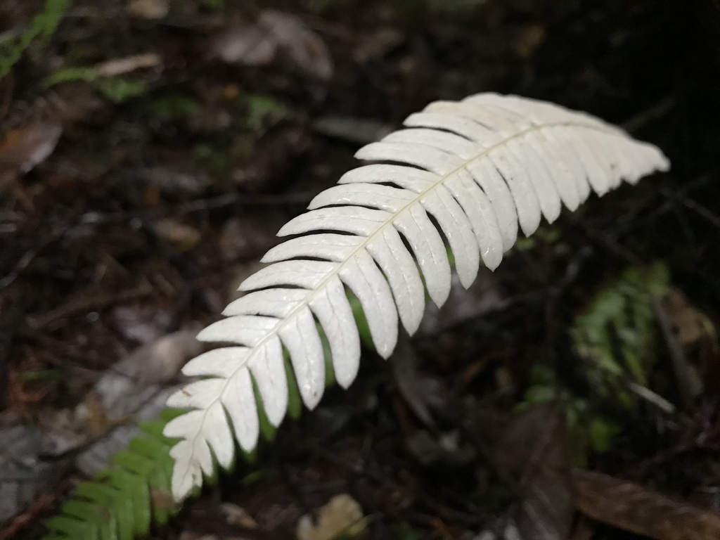 (Polypodiales) - Botanical Realm