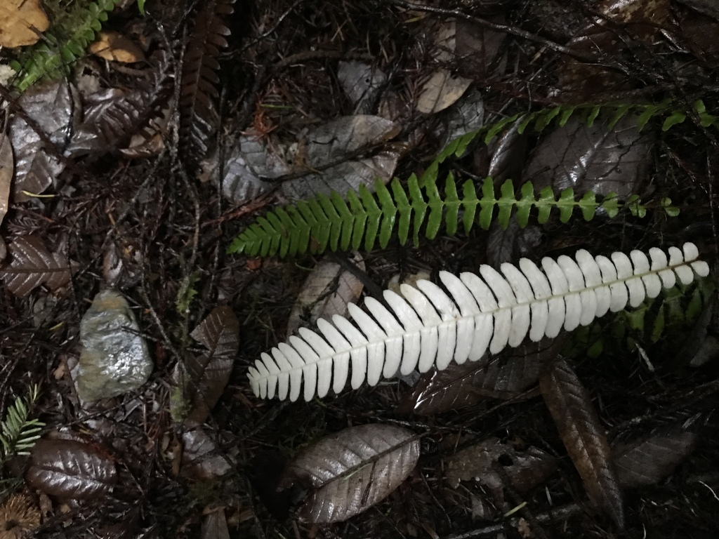 deer fern from Redwood National and State Parks, Trinidad, CA, US on ...
