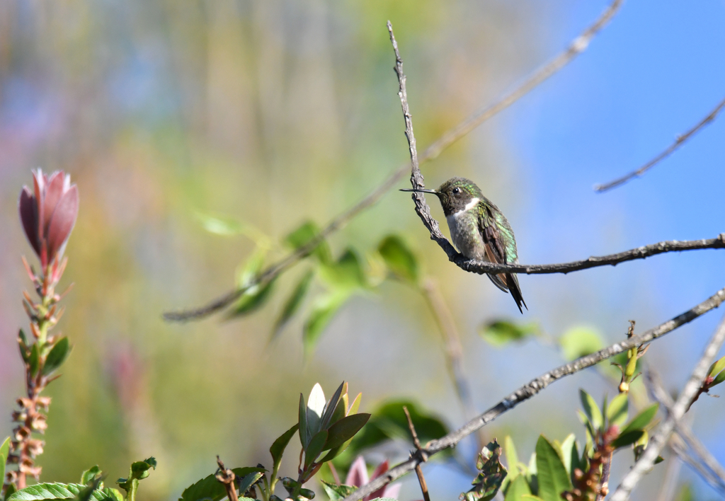 Ruby-throated Hummingbird from San Mateo Río Hondo, Oaxaca, Mexico on ...