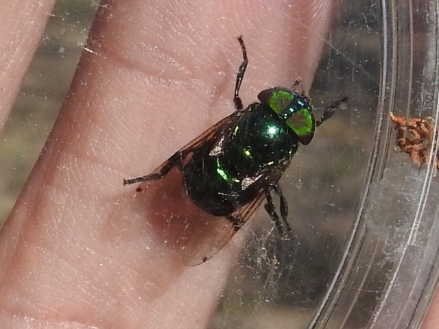 Green Jewel Fly from Estero Llano Grande State Park, Weslaco, Texas on ...