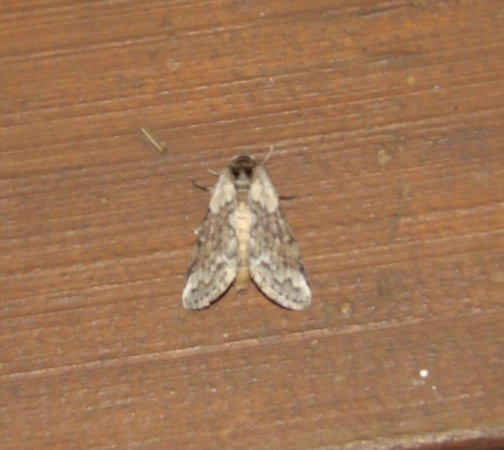 Owlet Moths and Allies from Marloth Park, South Africa on December 30 ...