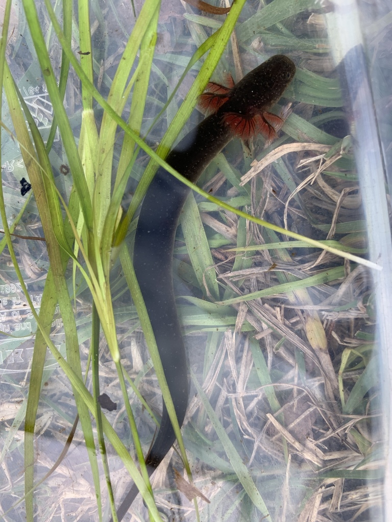 Eastern Lesser Siren in January 2020 by Noah Fields · iNaturalist