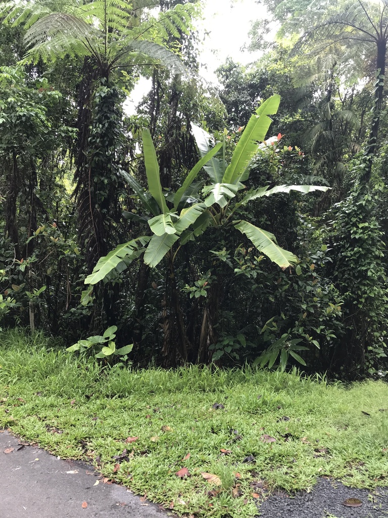 Musa banksii from Wooroonooran, AU-QL-JS, AU-QL, AU on January 28, 2020 ...