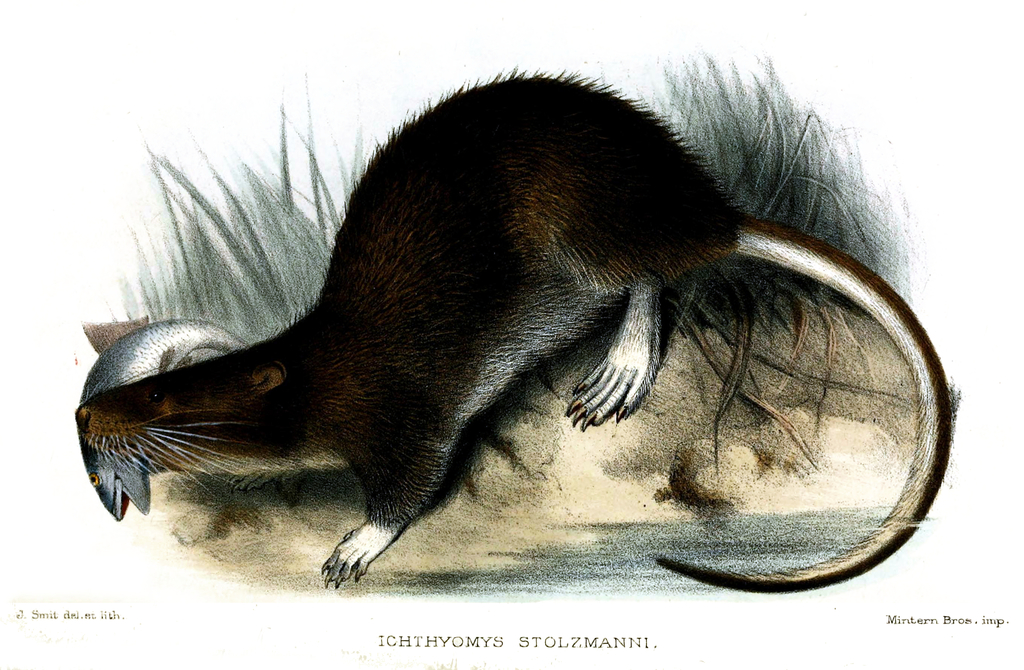 Crab-eating Rats (Ichthyomys) - Know Your Mammals