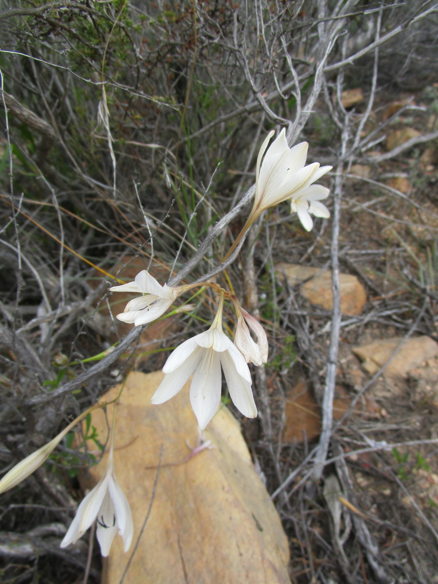 Tritonia bakeri subsp. bakeri