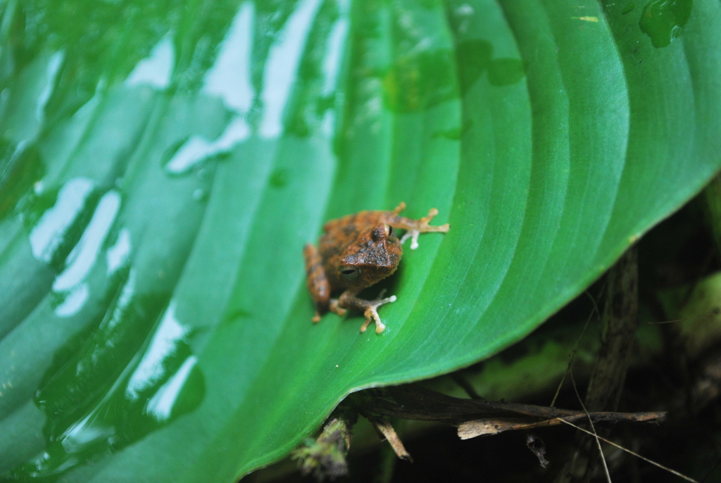 Common Forest Tree Frog from Marilog District, Davao City, Cotabato ...