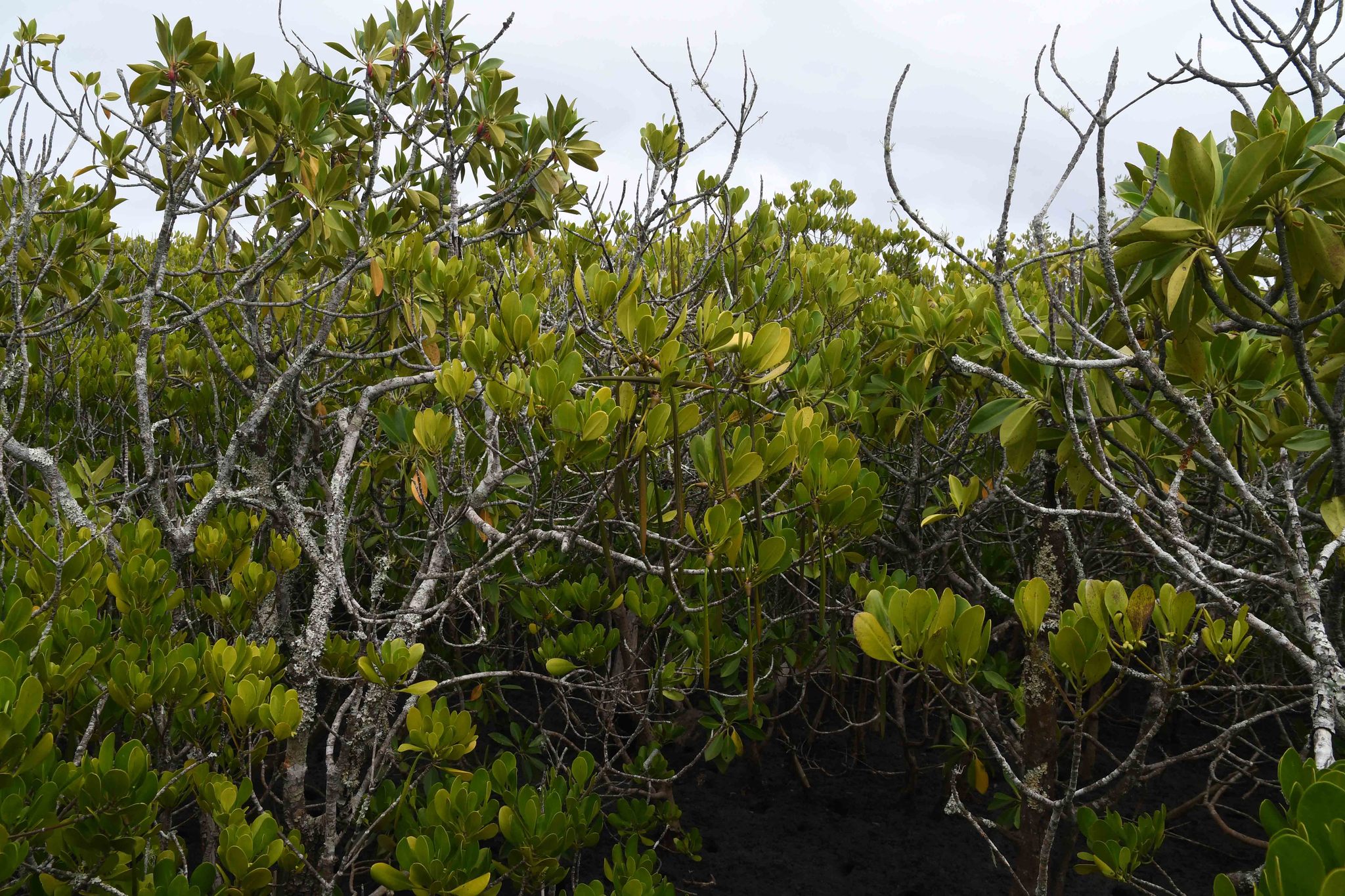 Ceriops tagal (Perr.) C.B.Rob.