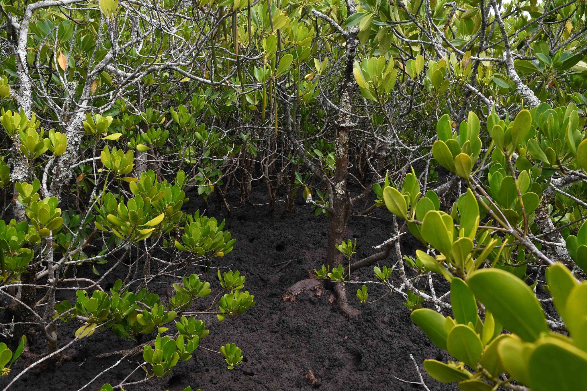 Ceriops tagal (Perr.) C.B.Rob.