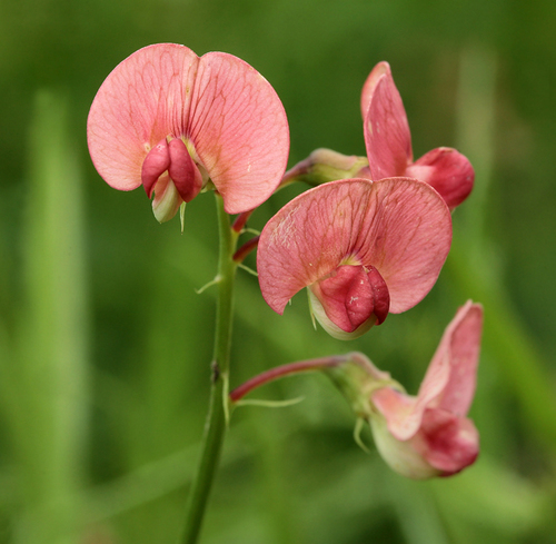Section Lathyrus · iNaturalist