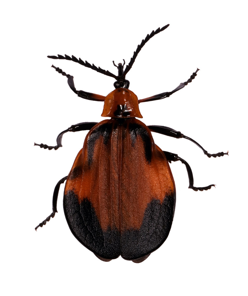 Lycus rostratus (Mbuluzi Beetles) · iNaturalist
