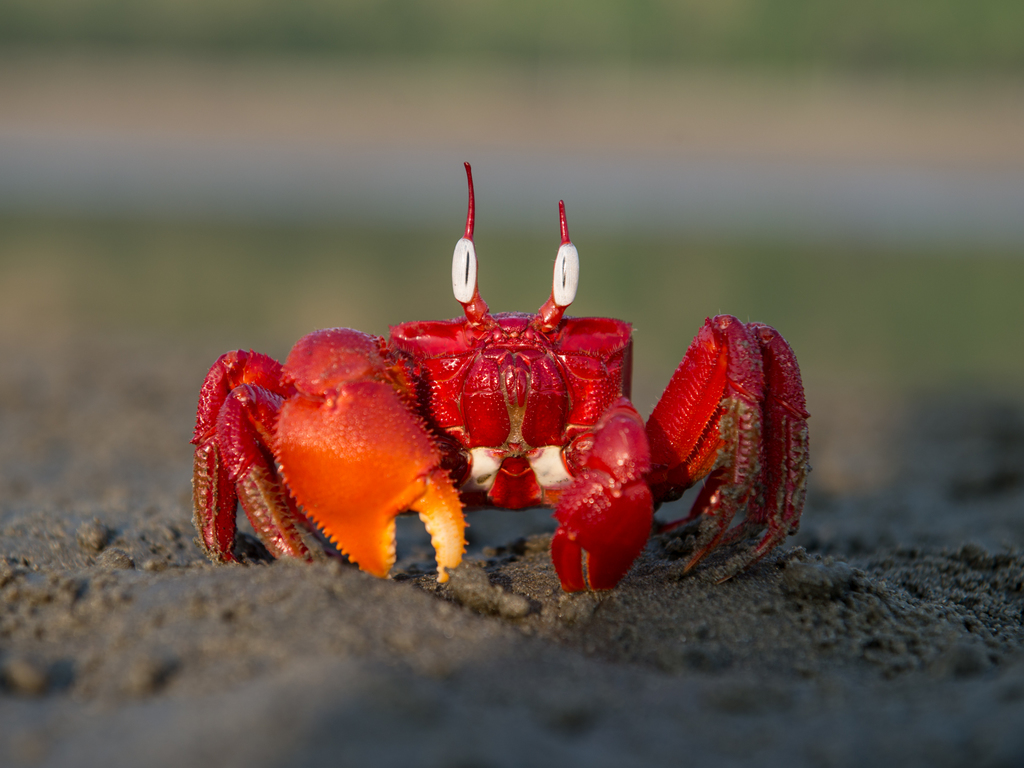 Red Ghost Crab from Cox's Bazar, Bangladesh on September 25, 2015 at 05 ...