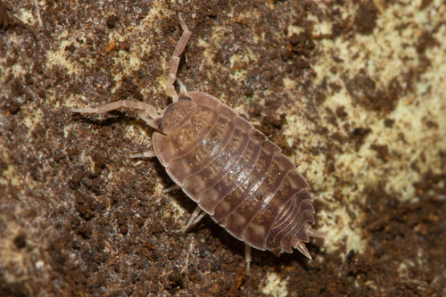 Genus Lucasius · iNaturalist