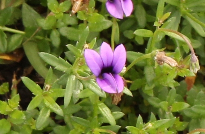 Simple Oneye from Stormsriver Rest Camp, Tsitsikamma on January 23 ...