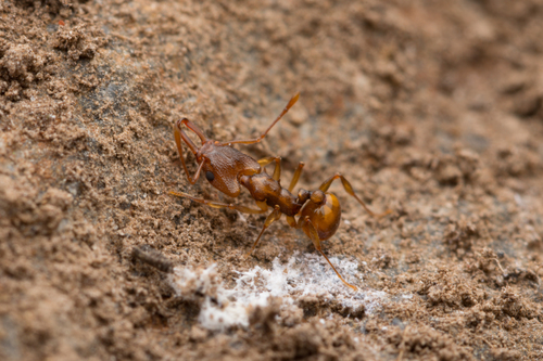 Orectognathus clarki · iNaturalist