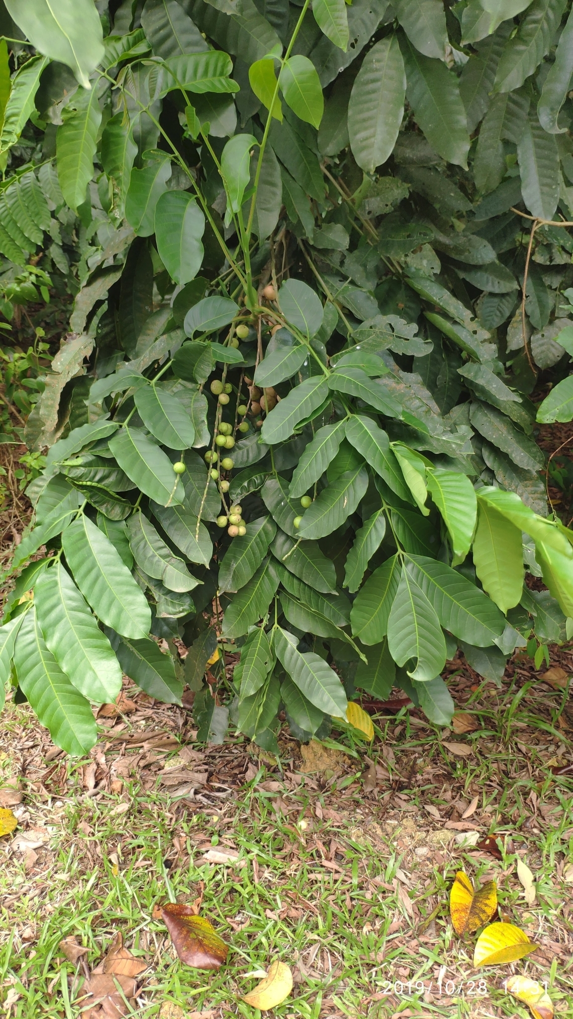 Aphanamixis polystachya (Wall.) R.Parker