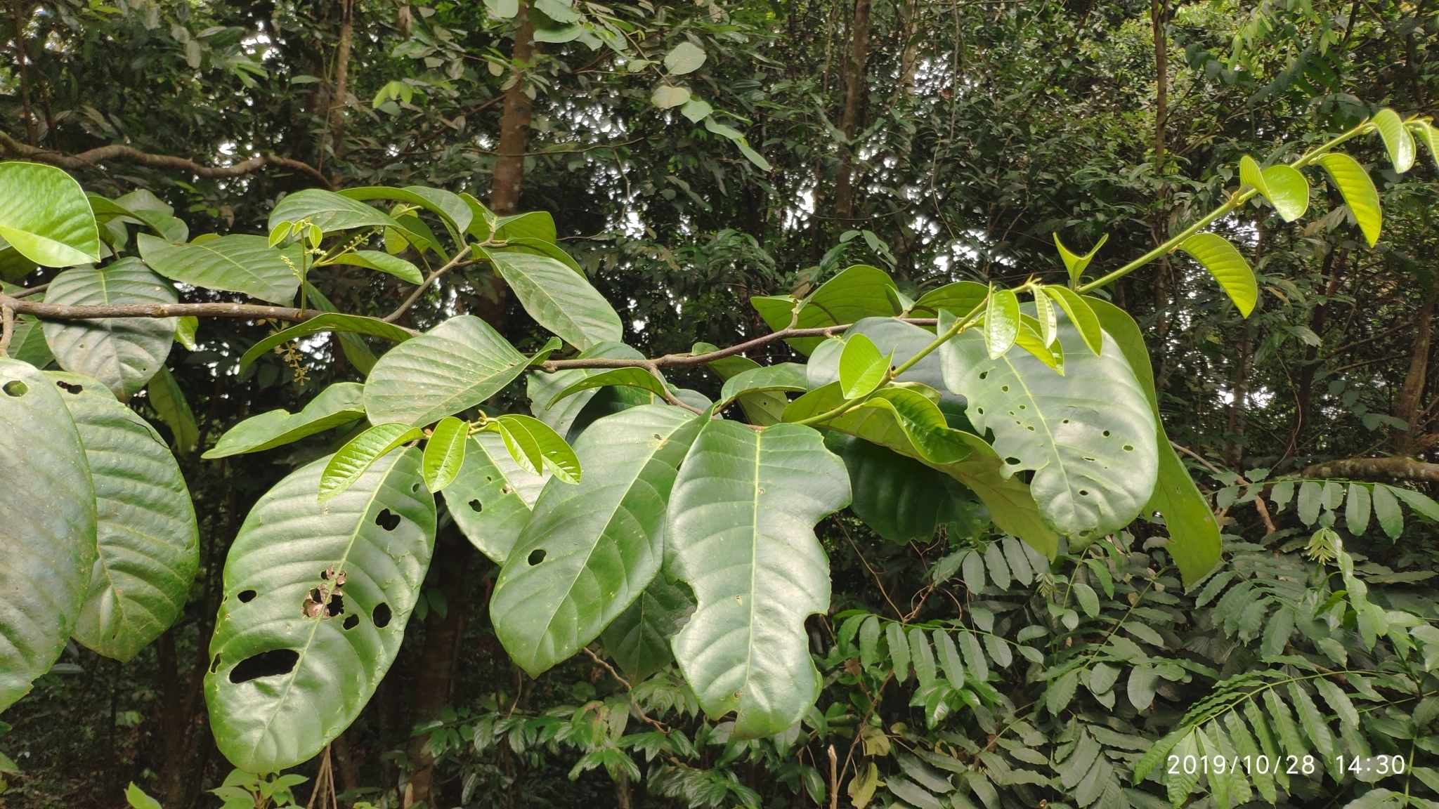 Aphanamixis polystachya (Wall.) R.Parker