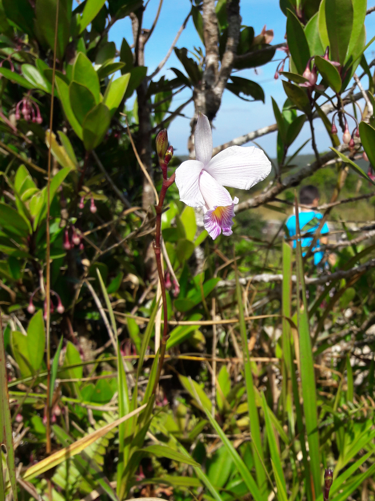 Bamboo Orchid from Kampot, Cambodge on December 27, 2016 at 01:56 PM by ...