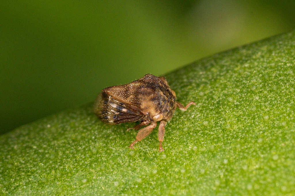 Talipes from Belo Horizonte, BR-MG, BR on January 28, 2020 at 10:59 AM ...