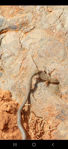 Sand Snakes (Psammophiidae) - Snakes and Lizards