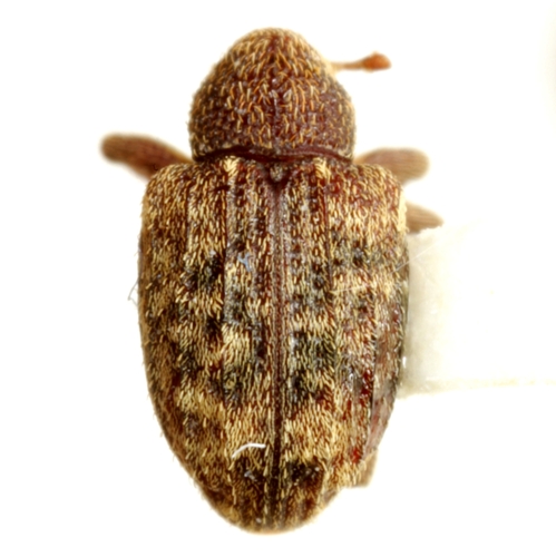 Conotrachelus pusillus · iNaturalist