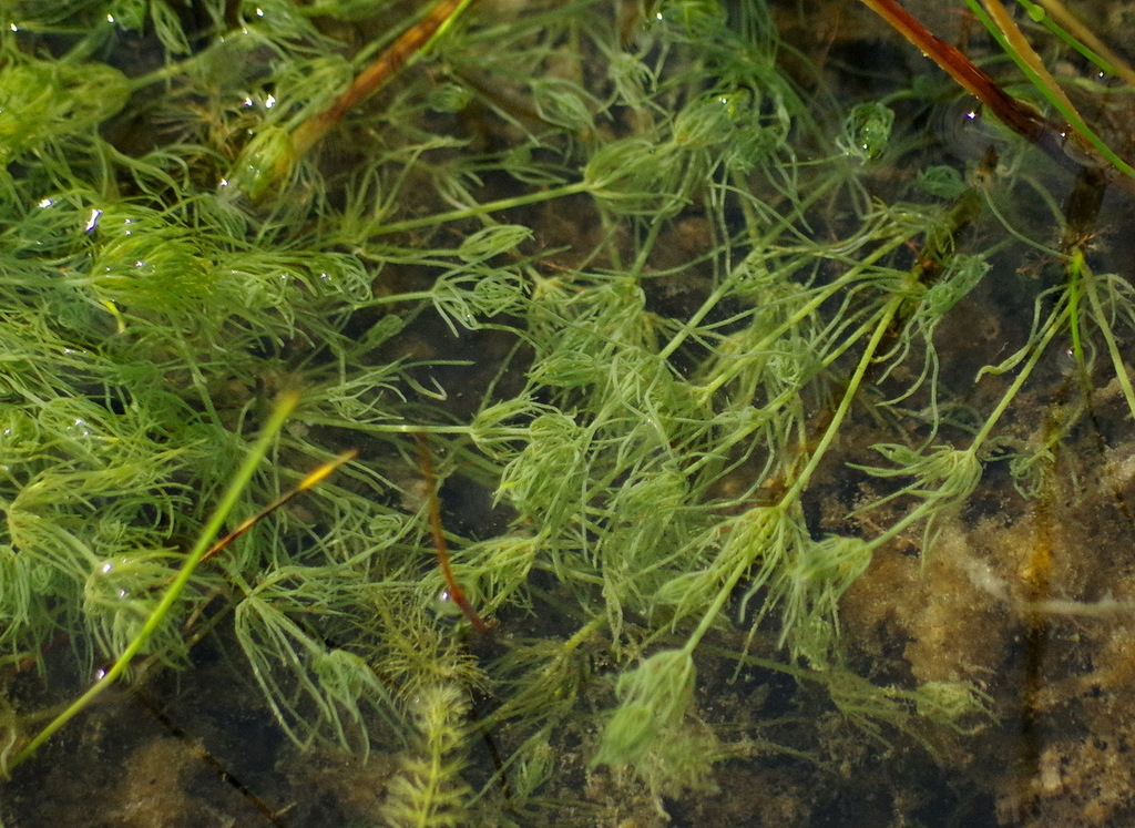 Stoneworts (Characeae) - Botanical Realm