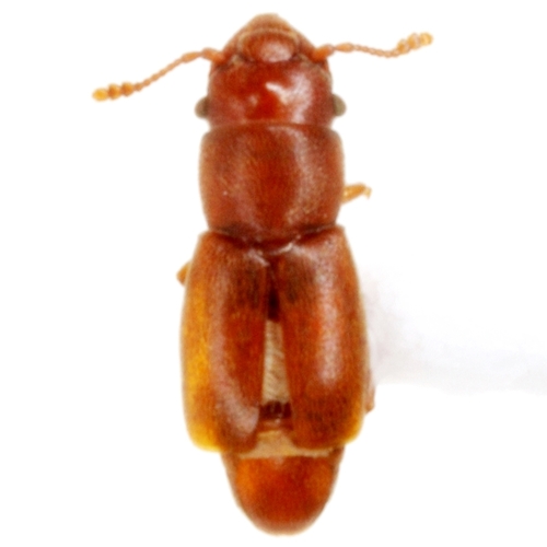 Smicrips texana · iNaturalist