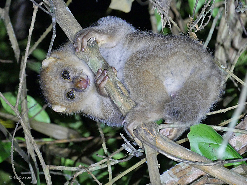 West African Potto (Perodicticus potto) - Know Your Mammals