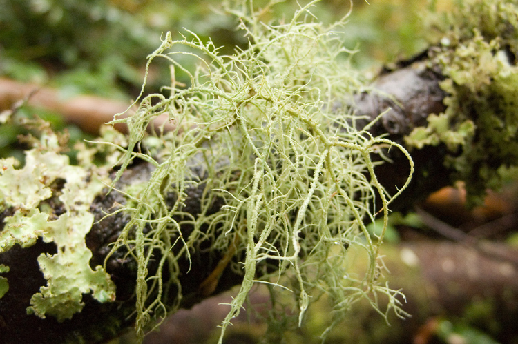 Wirth's Beard Lichen (Lichens in the the North Cascades National Park ...