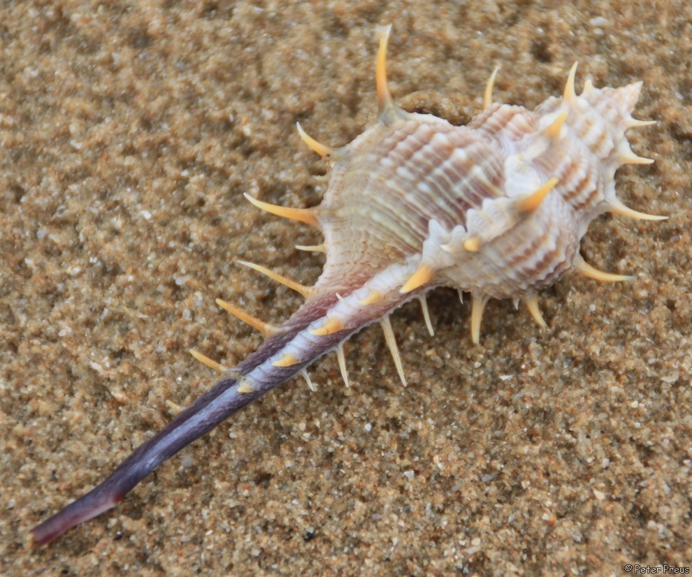rare-spined murex from Jomtien Beach, Chon Buri, Thailand on April 26 ...