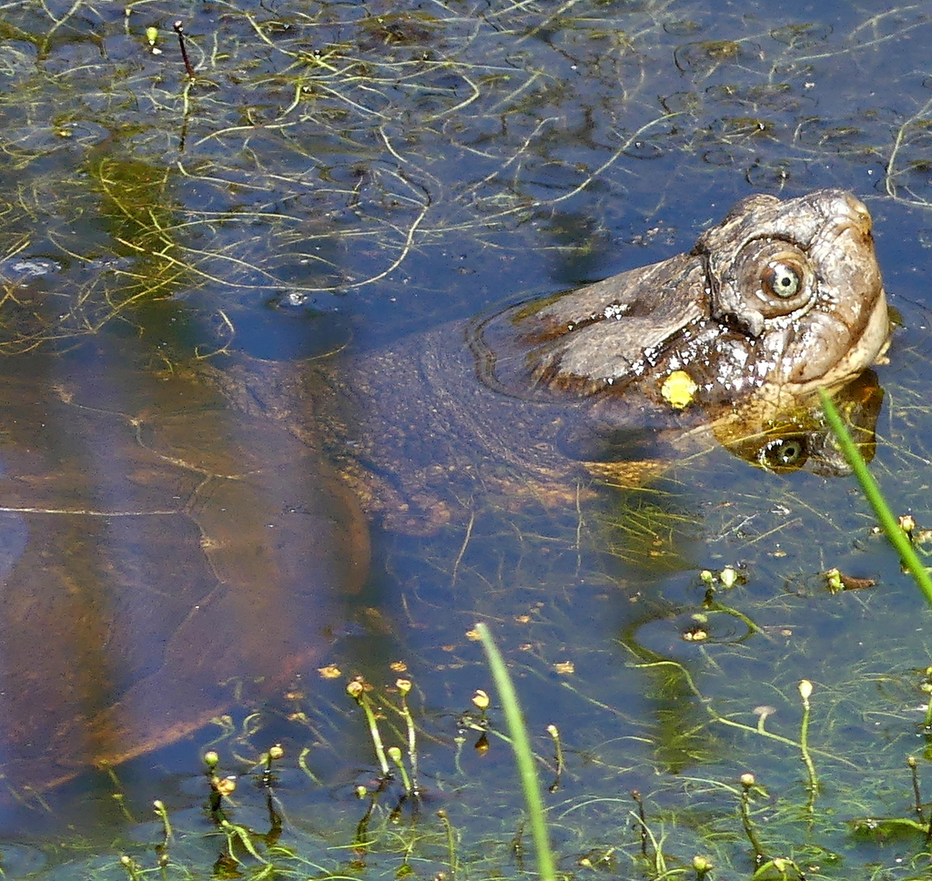 Cape Terrapin from Garden Route Botanical Garden on January 28, 2020 at 01:17 PM by Colin ...
