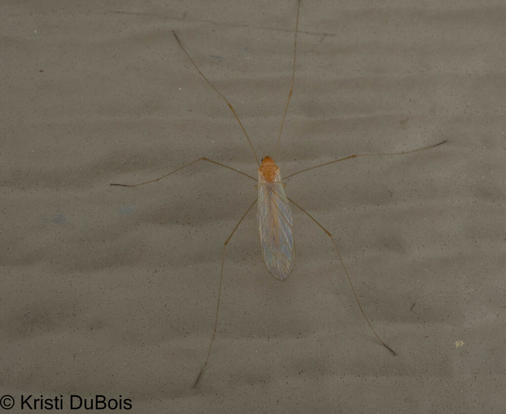 Antocha monticola from Grant Creek, Missoula, MT 59808, USA on July 15 ...