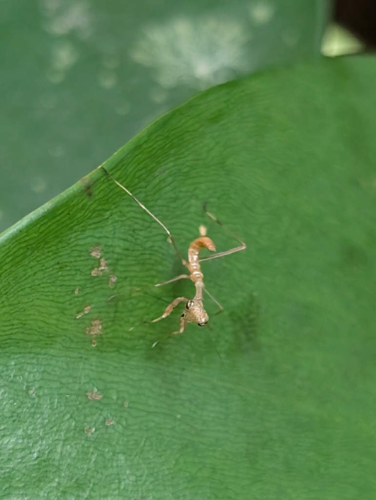 giant rainforest mantis from Maadi QLD 4855, Australia on January 1 ...