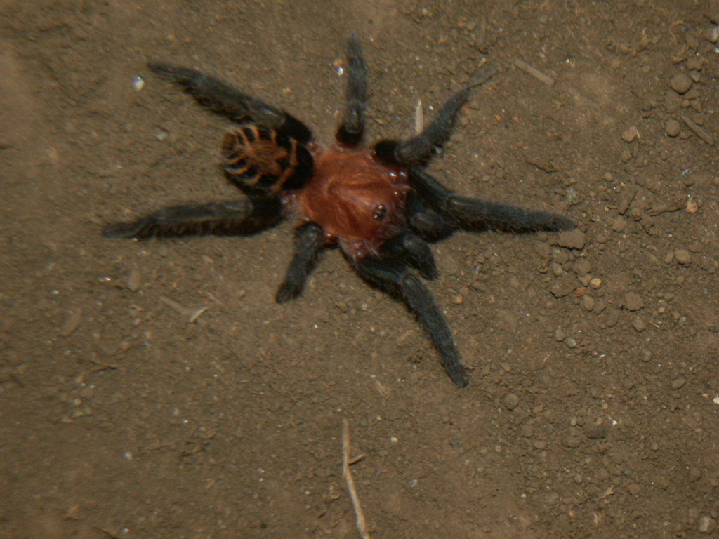 Costa Rican Suntiger Tarantula from San Antonio de Oriente, Honduras on ...