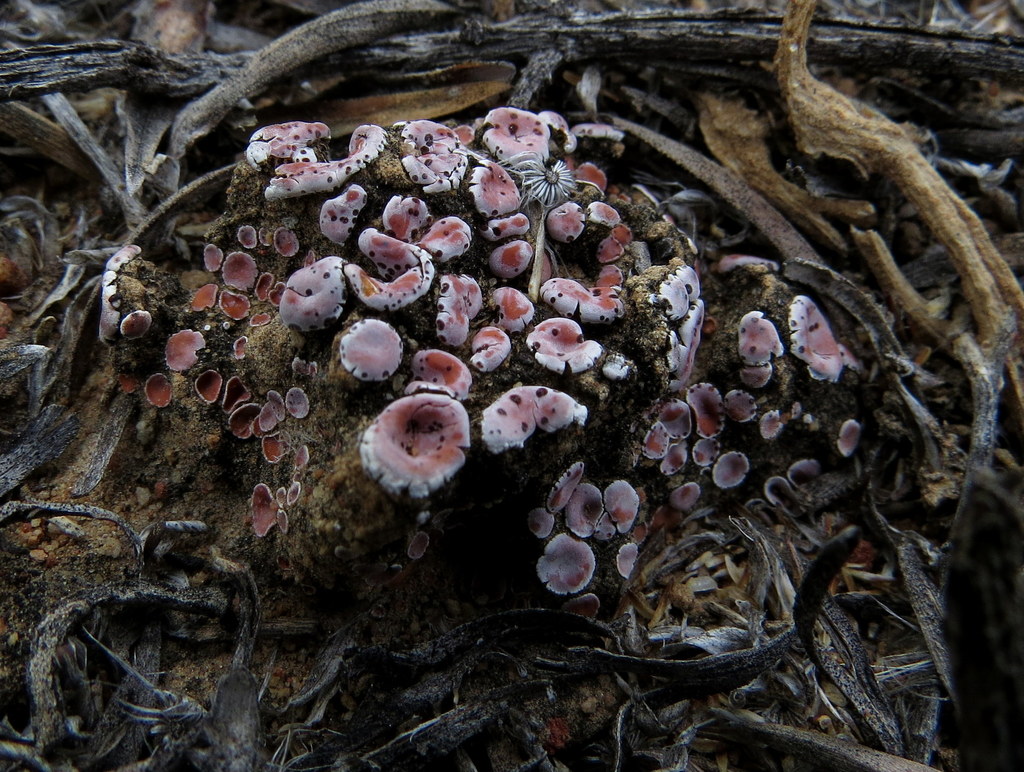 Blushing Scale from Central Karoo DC, South Africa on October 2, 2014 ...