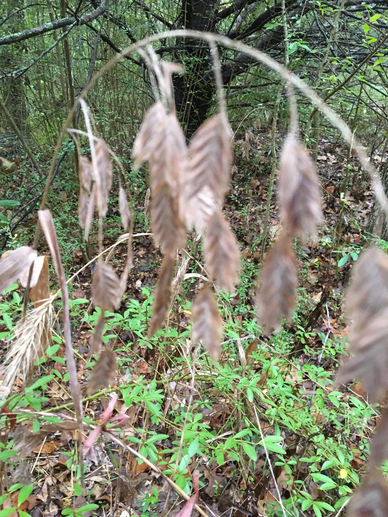 inland wood oats from Brown Blvd, Arlington, TX, US on January 28, 2020 ...