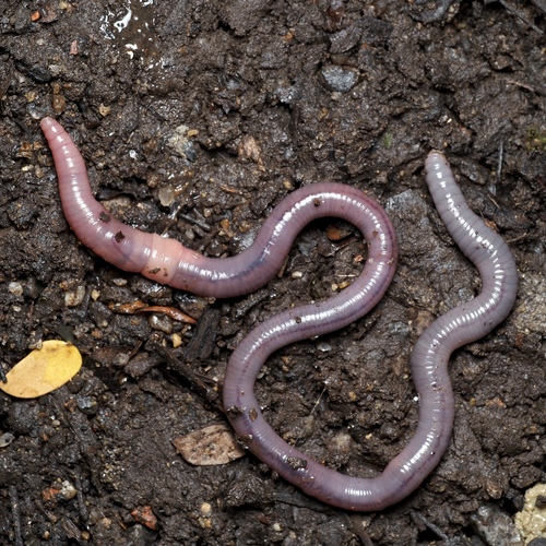 Lombriz de tierra (Polypheretima elongata)