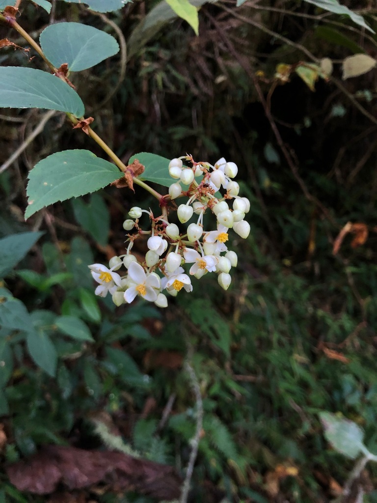 Begonia meridensis from Santa María, Boyaca, Colombia on January 15 ...