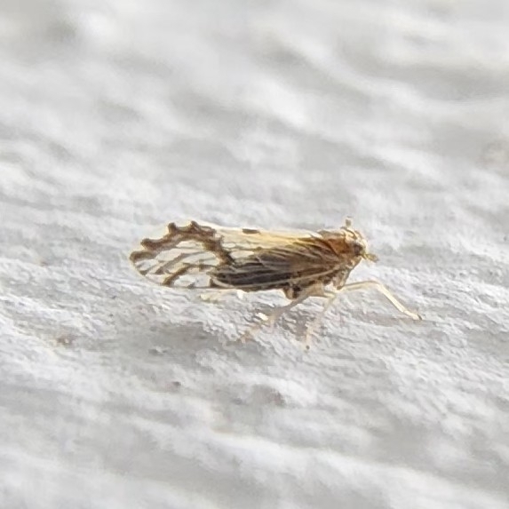 Peregrinus maidis | Insect Vectors of Plant Disease