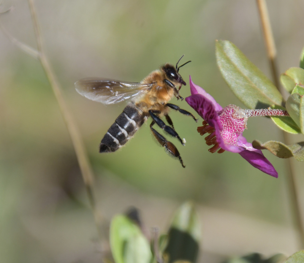 Himalayan Giant Honey Bee from Langtang, Nepal on June 9, 2025 at 07:50 ...