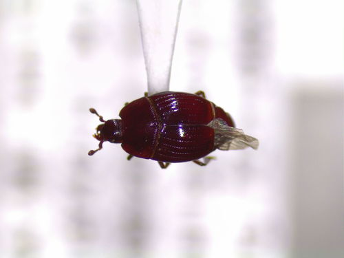 Phelister vernus · iNaturalist