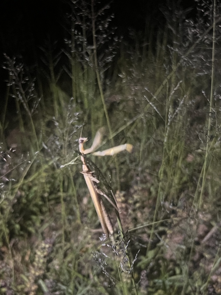 European Mantis from Molemole Rural, Dendron/Dikgale, Limpopo, ZA on ...