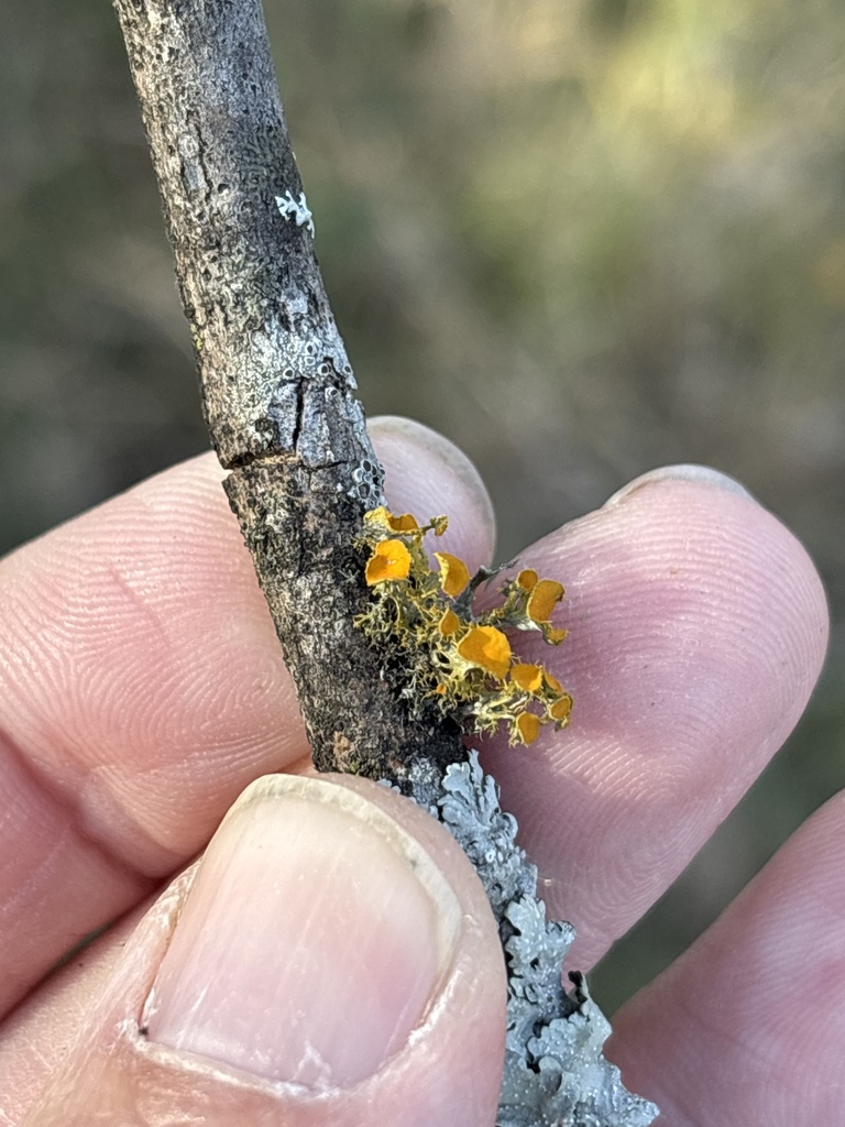 Golden-eye Lichen from Ennis, TX, US on January 1, 2026 at 09:28 AM by ...